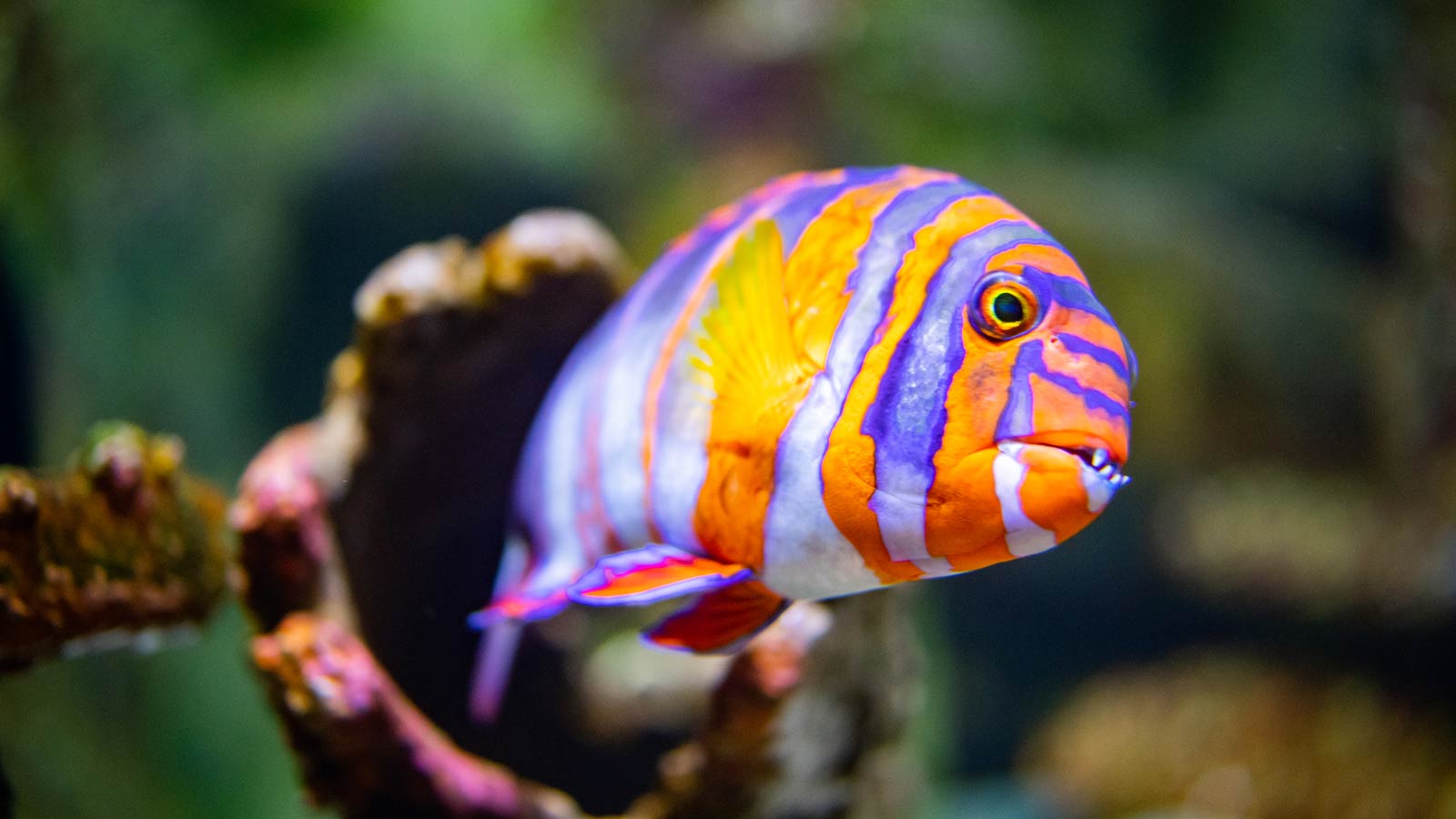 Membership | Member Benefits | Wonders of Wildlife