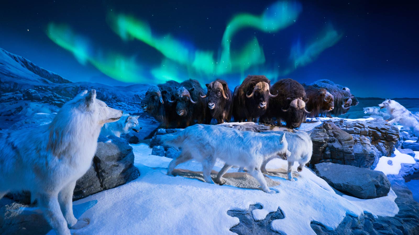 Ecosystem Exploration: Arctic & Antarctic | Wonders of Wildlife