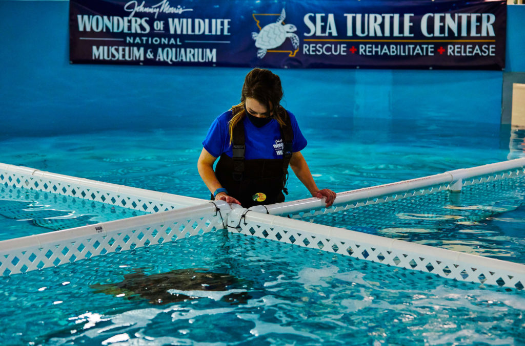 Sea Turtle Center Arrival | Wonders of Wildlife
