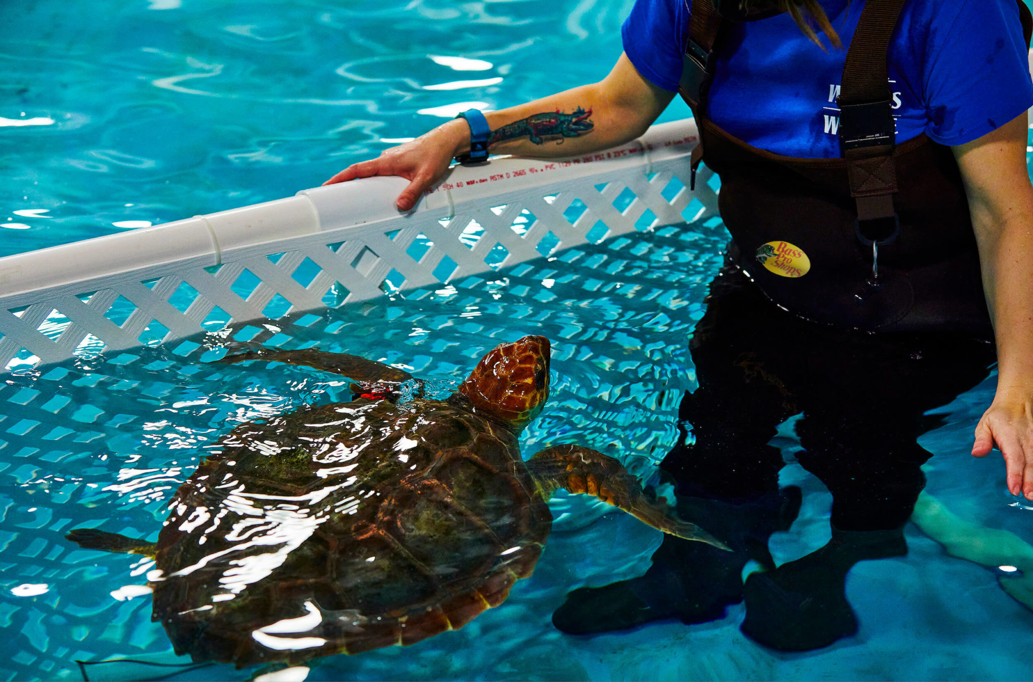 Sea Turtle Center Arrival | Wonders of Wildlife