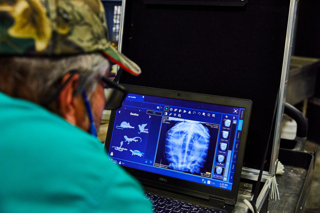 Sea Turtle Center Medical Exams | Wonders of Wildlife