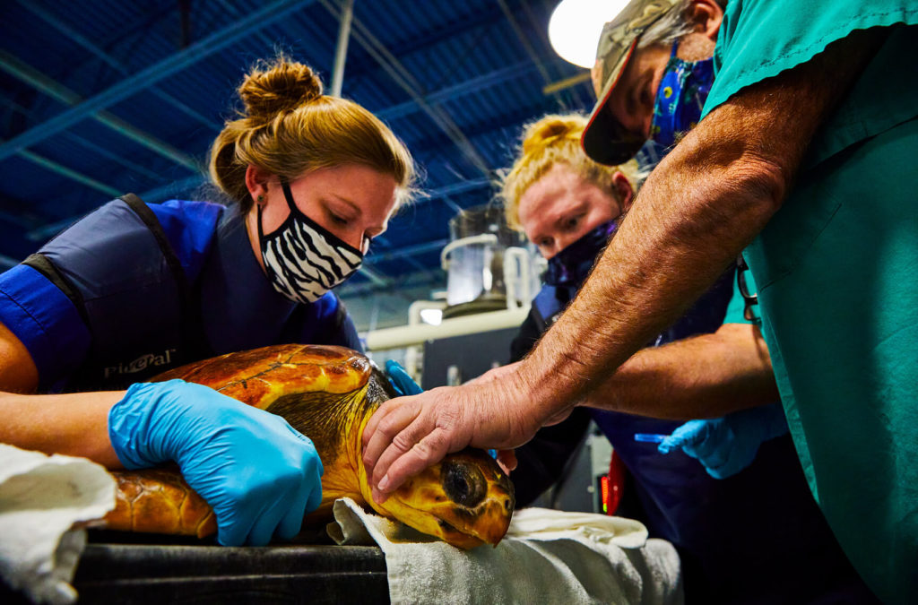 Sea Turtle Center Medical Exams | Wonders of Wildlife