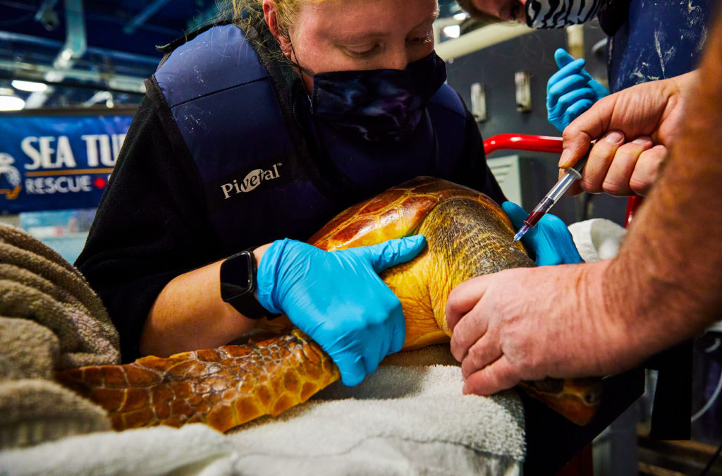 Sea Turtle Center Medical Exams | Wonders of Wildlife