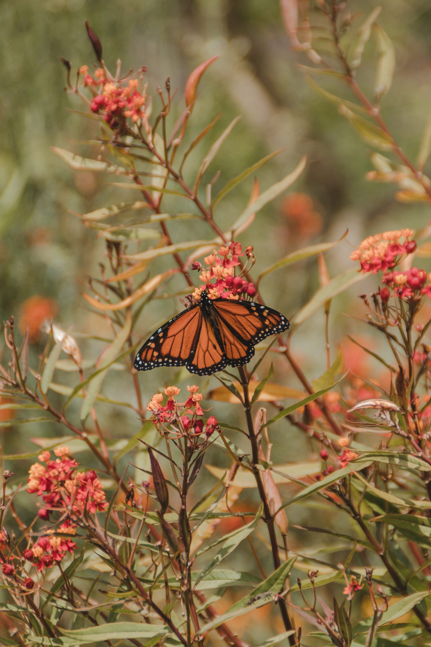 Mission Conservation: Pollinators | Wonders of Wildlife