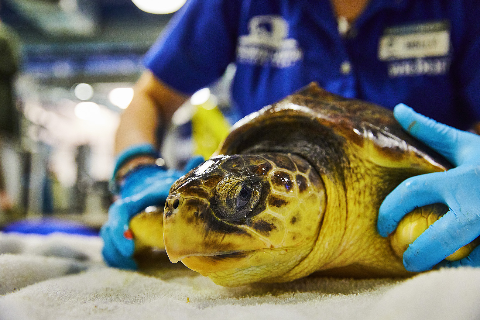 Cast Your Vote for Conservation | Wonders of Wildlife