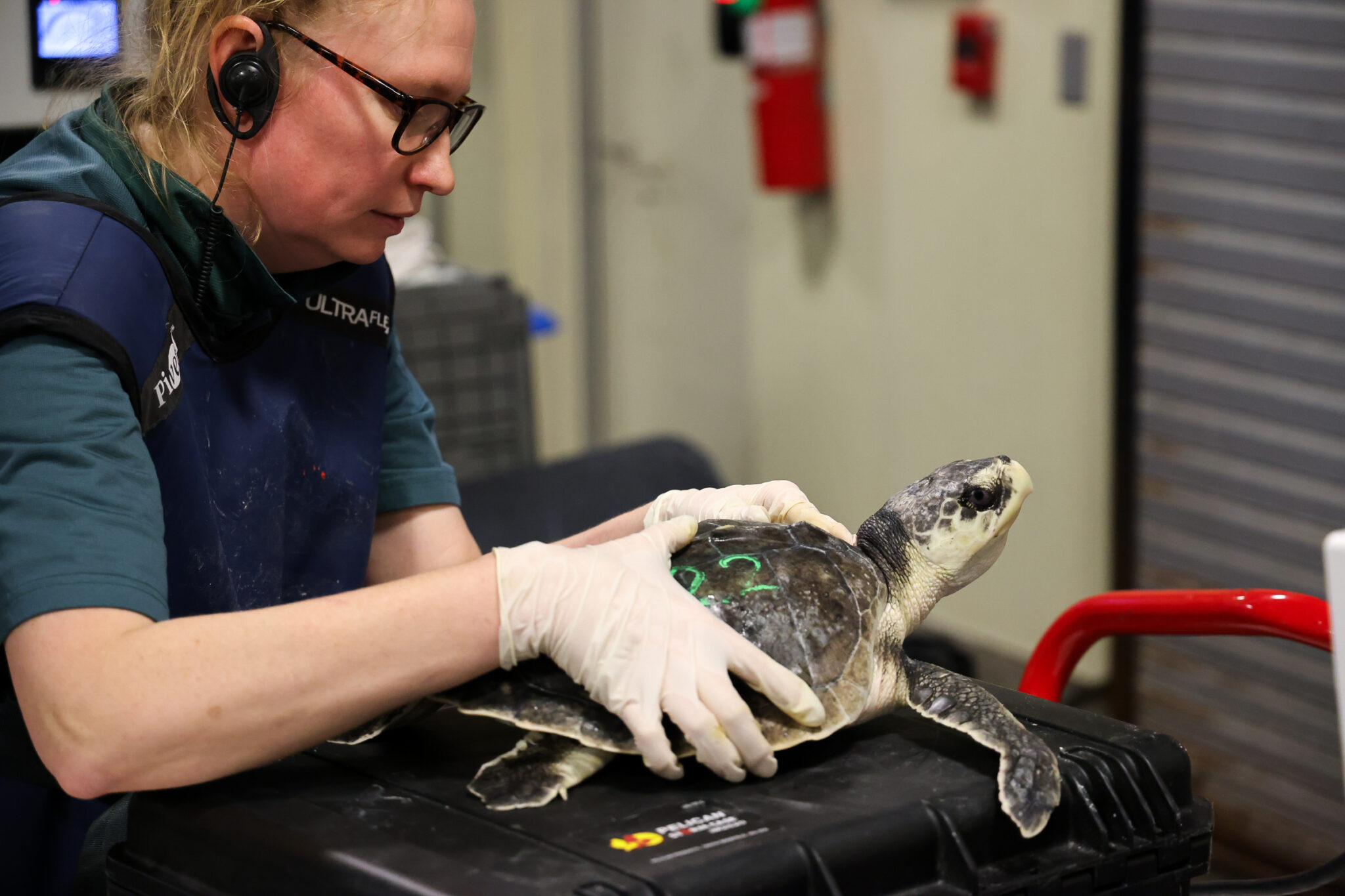 Wonders of Wildlife’s Sea Turtle Center again hosts endangered sea ...