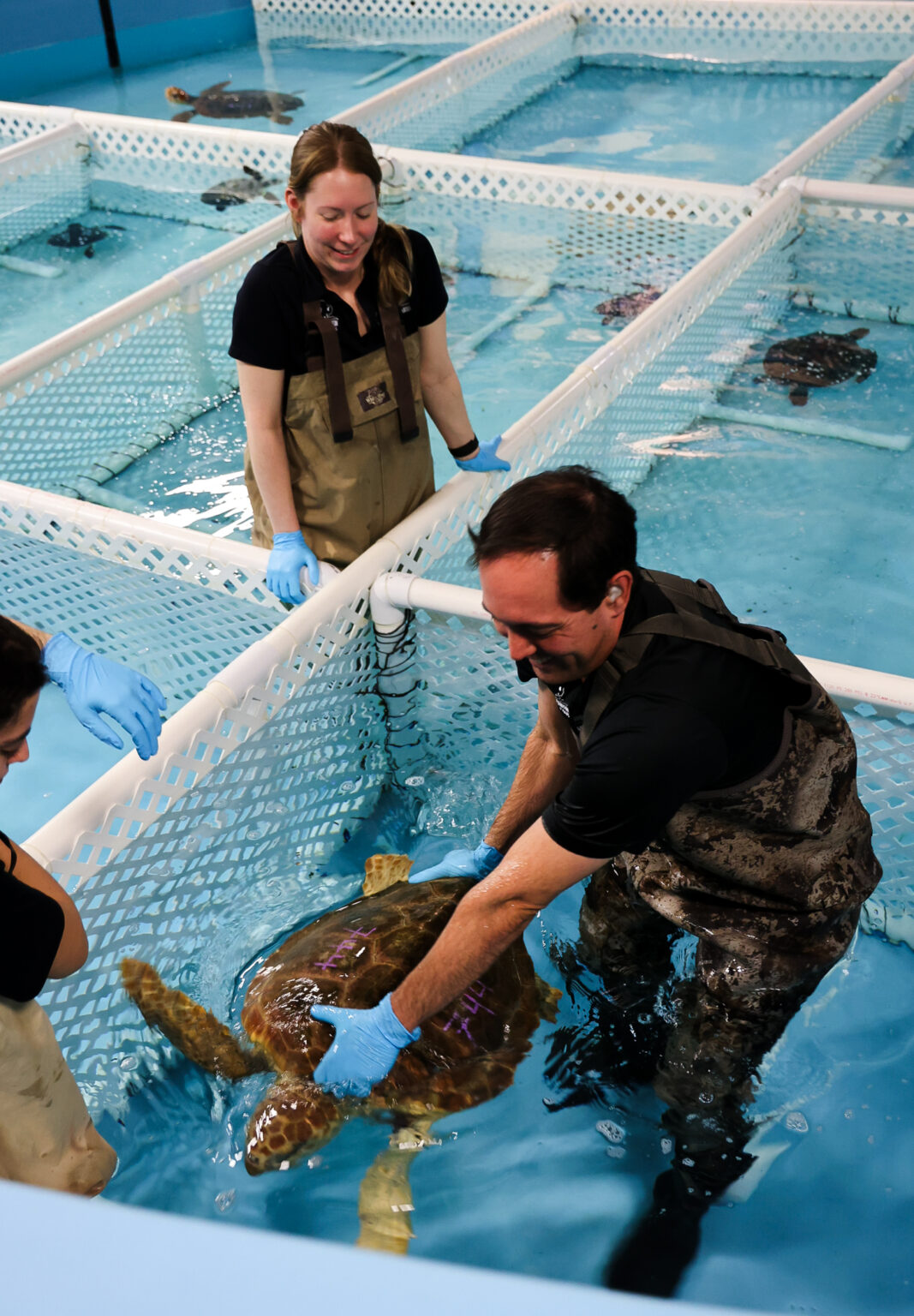 Turtle Treks: WOW’s Sea Turtle Center Continues Contribution to ...