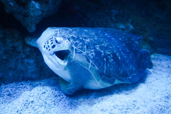 Green Sea Turtle | Wonders of Wildlife