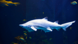 Sand Tiger Shark | Wonders of Wildlife