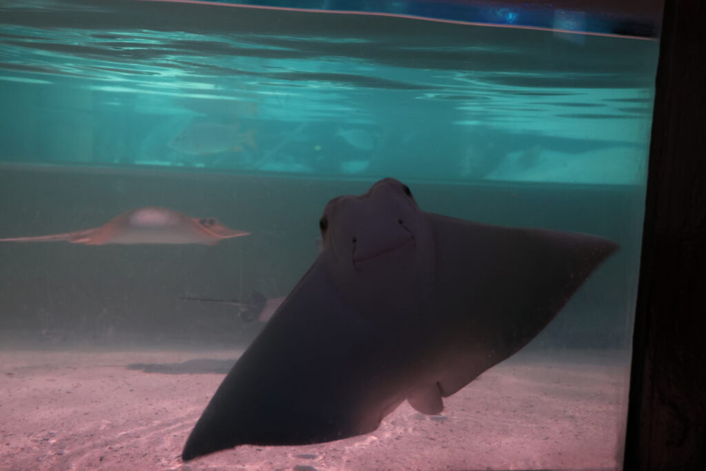 Member Night, Galleries & Adventures | Wonders of Wildlife