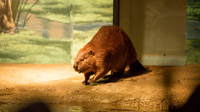 American Beaver | Wonders of Wildlife
