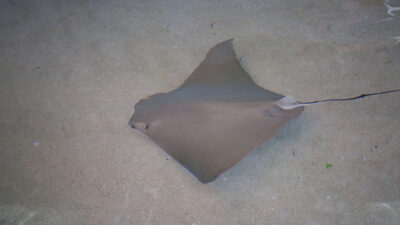 Cownose Ray | Wonders of Wildlife