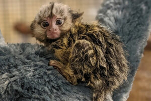 Animal Directory | Search