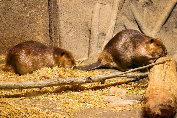 American Beaver | Wonders of Wildlife
