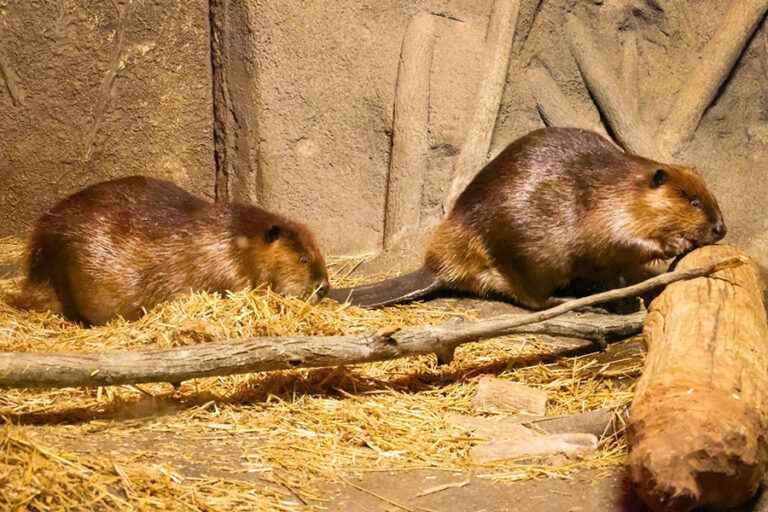 American Beaver | Wonders of Wildlife