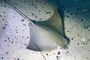 Common Guitarfish | Wonders of Wildlife