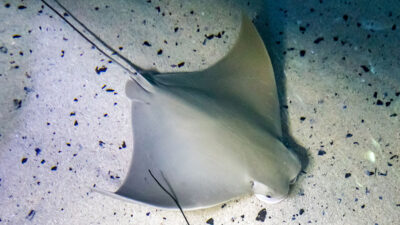 Cownose Ray | Wonders of Wildlife