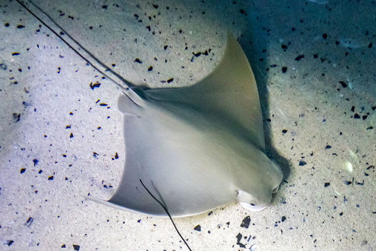Common Guitarfish | Wonders of Wildlife