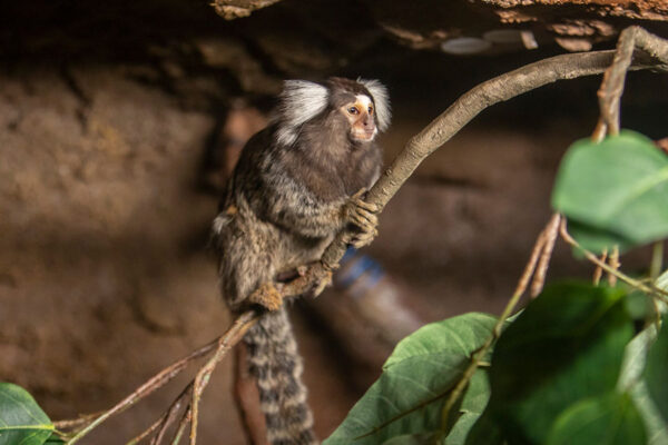 Marmoset | Wonders of Wildlife