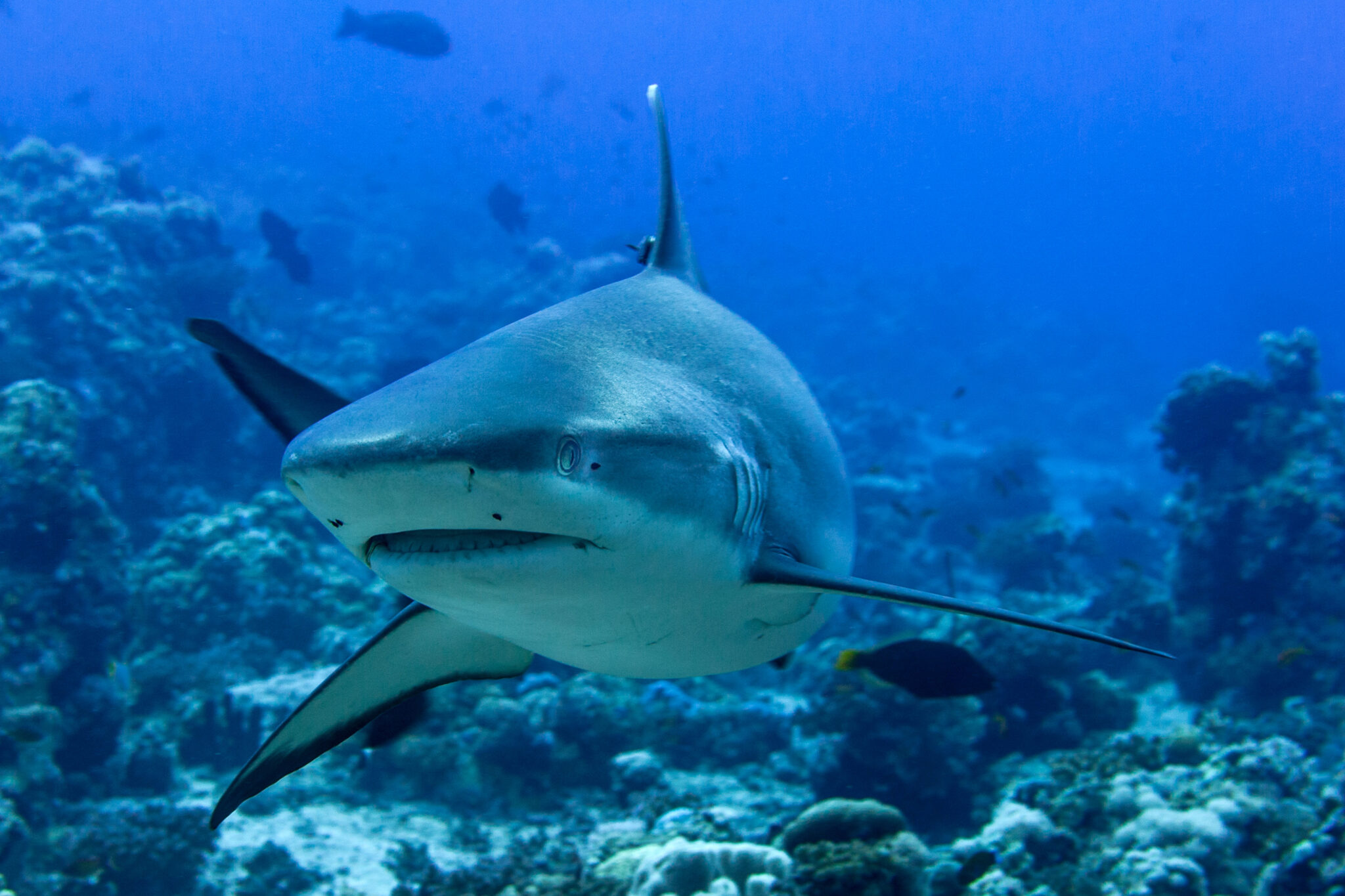 Shark & Ray Awareness Day: Heroes of the Sea | Wonders of Wildlife