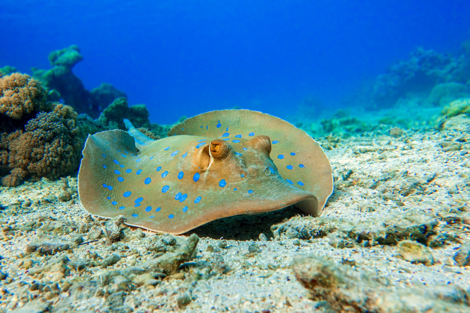 Shark & Ray Awareness Day: Heroes of the Sea | Wonders of Wildlife