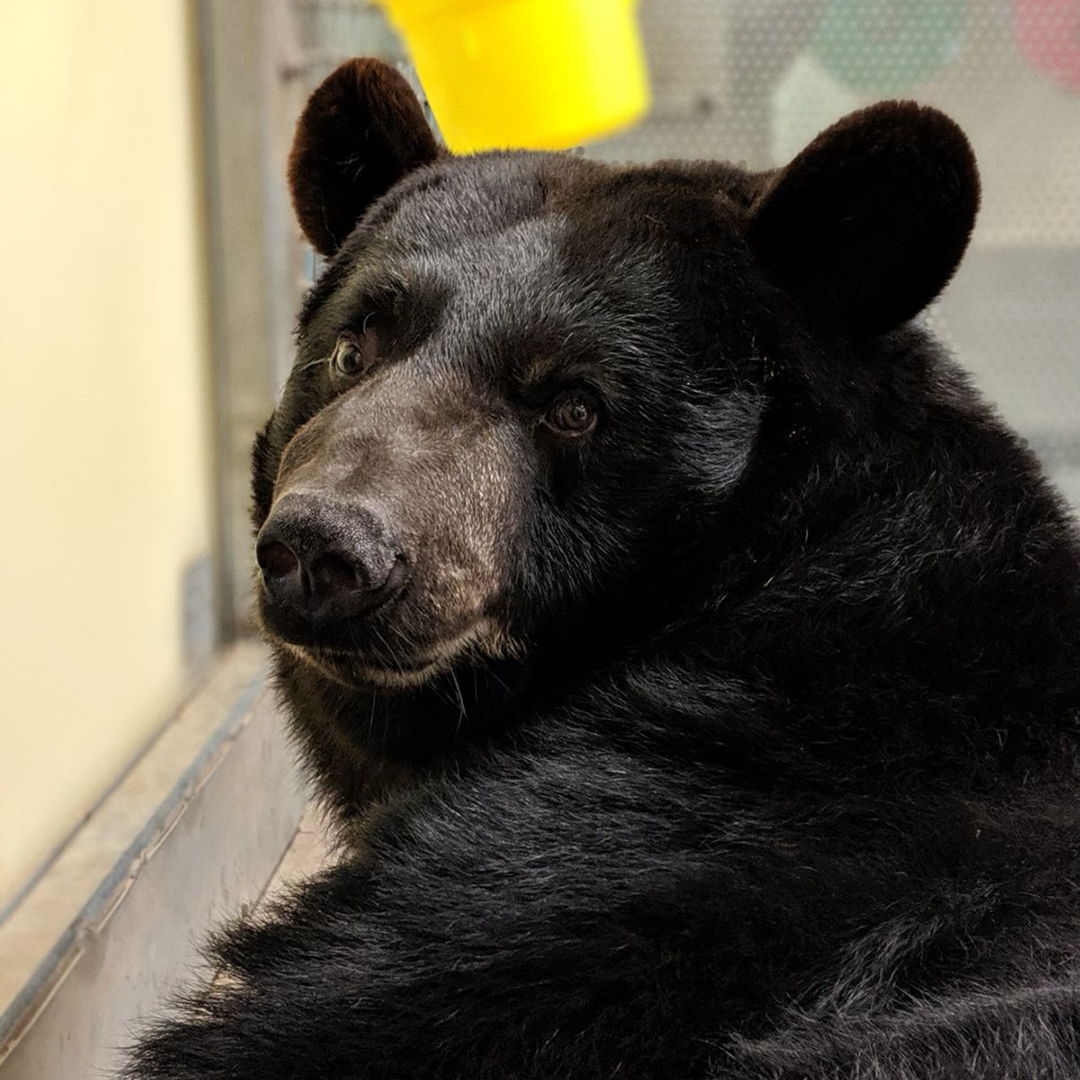 Mourning the Loss of Nilla | Wonders of Wildlife