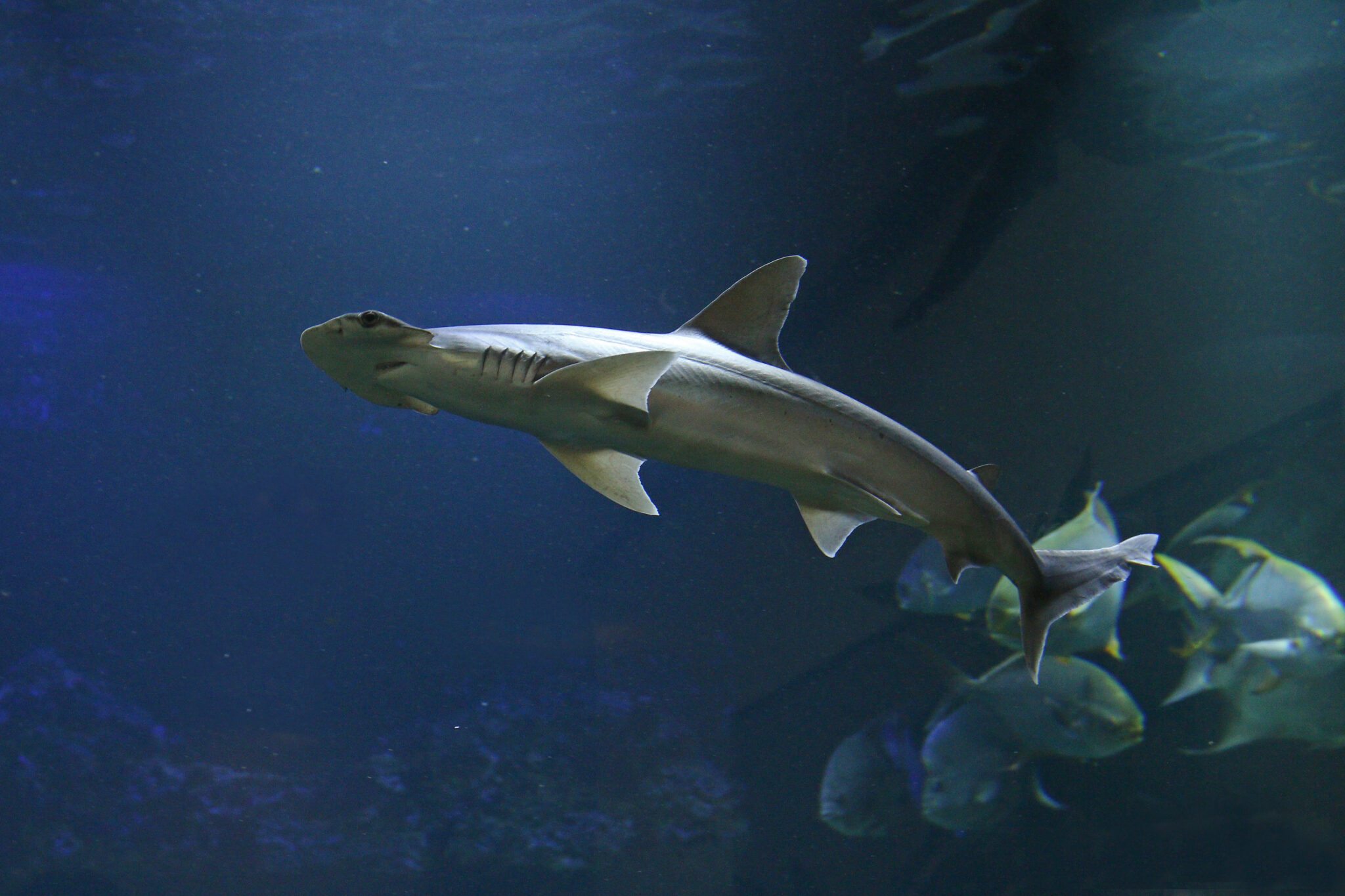 Shark & Ray Awareness Day: Heroes of the Sea | Wonders of Wildlife