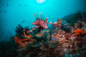 Invaders of the Sea: Lionfish | Wonders of Wildlife