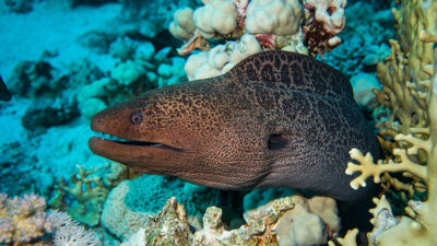 Giant Moray Eel | Wonders of Wildlife