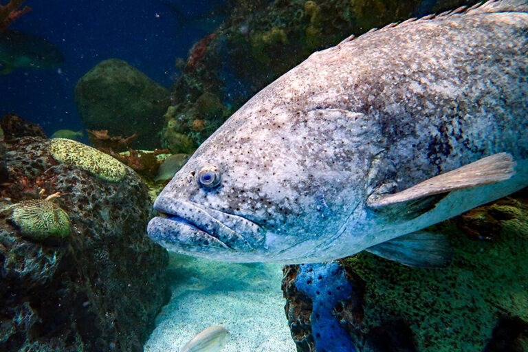 Queensland Grouper | Wonders of Wildlife