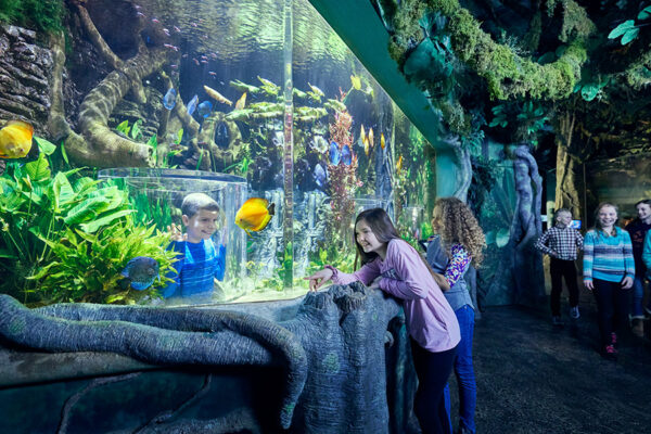 Aquarium Adventure | Wonders of Wildlife National Museum & Aquarium