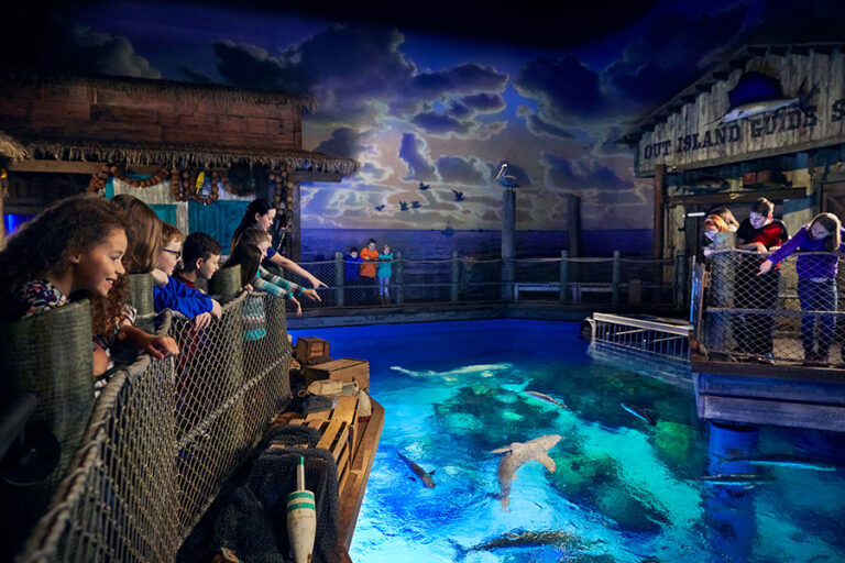 Aquarium Adventure | Wonders of Wildlife National Museum & Aquarium