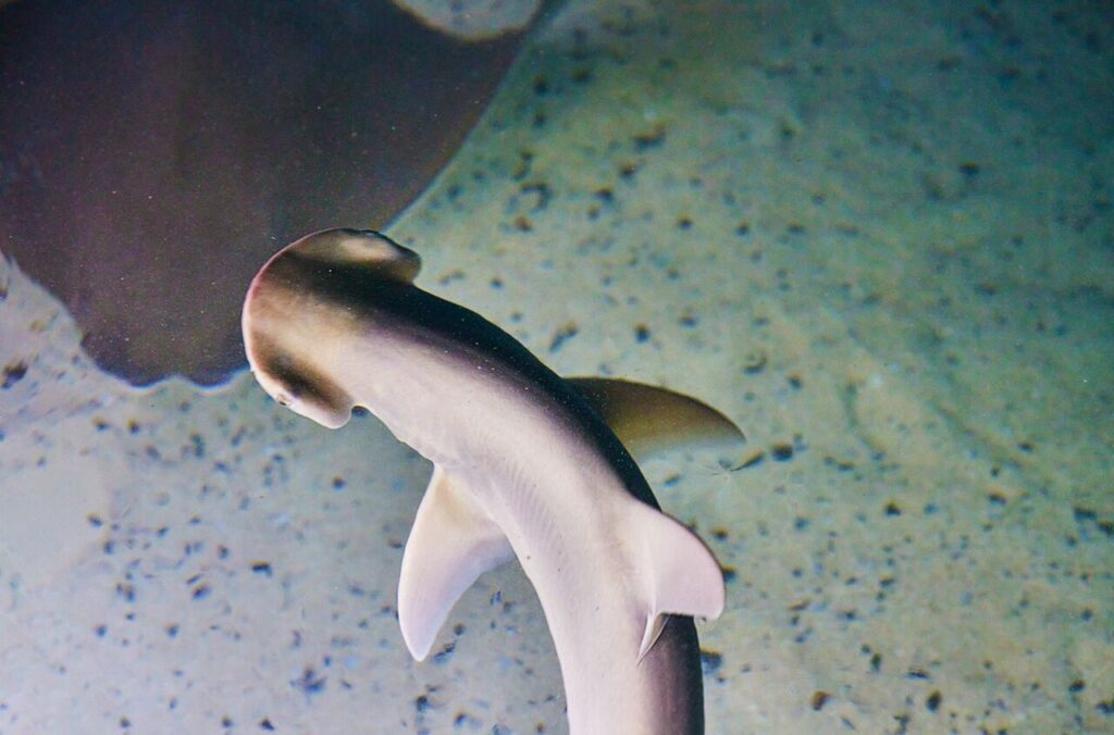 Bonnethead Shark | Wonders of Wildlife