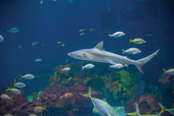 Sandbar Shark | Wonders of Wildlife