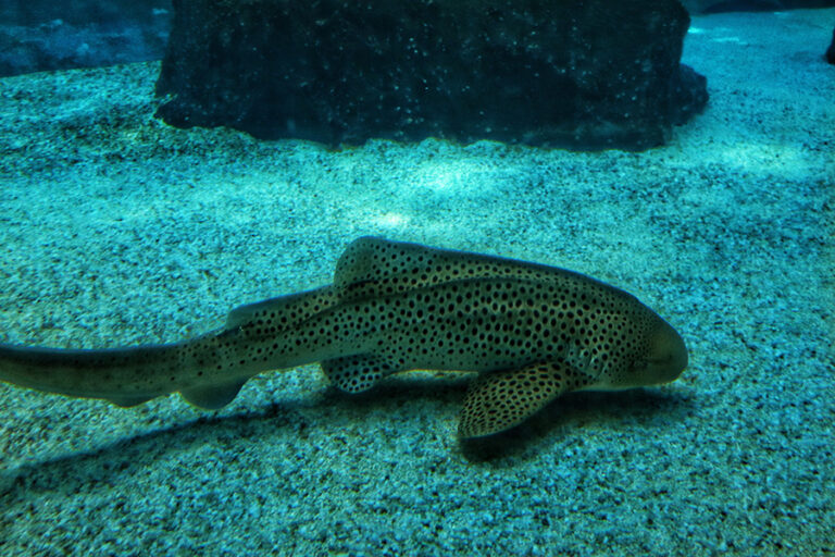 Zebra Shark | Wonders of Wildlife