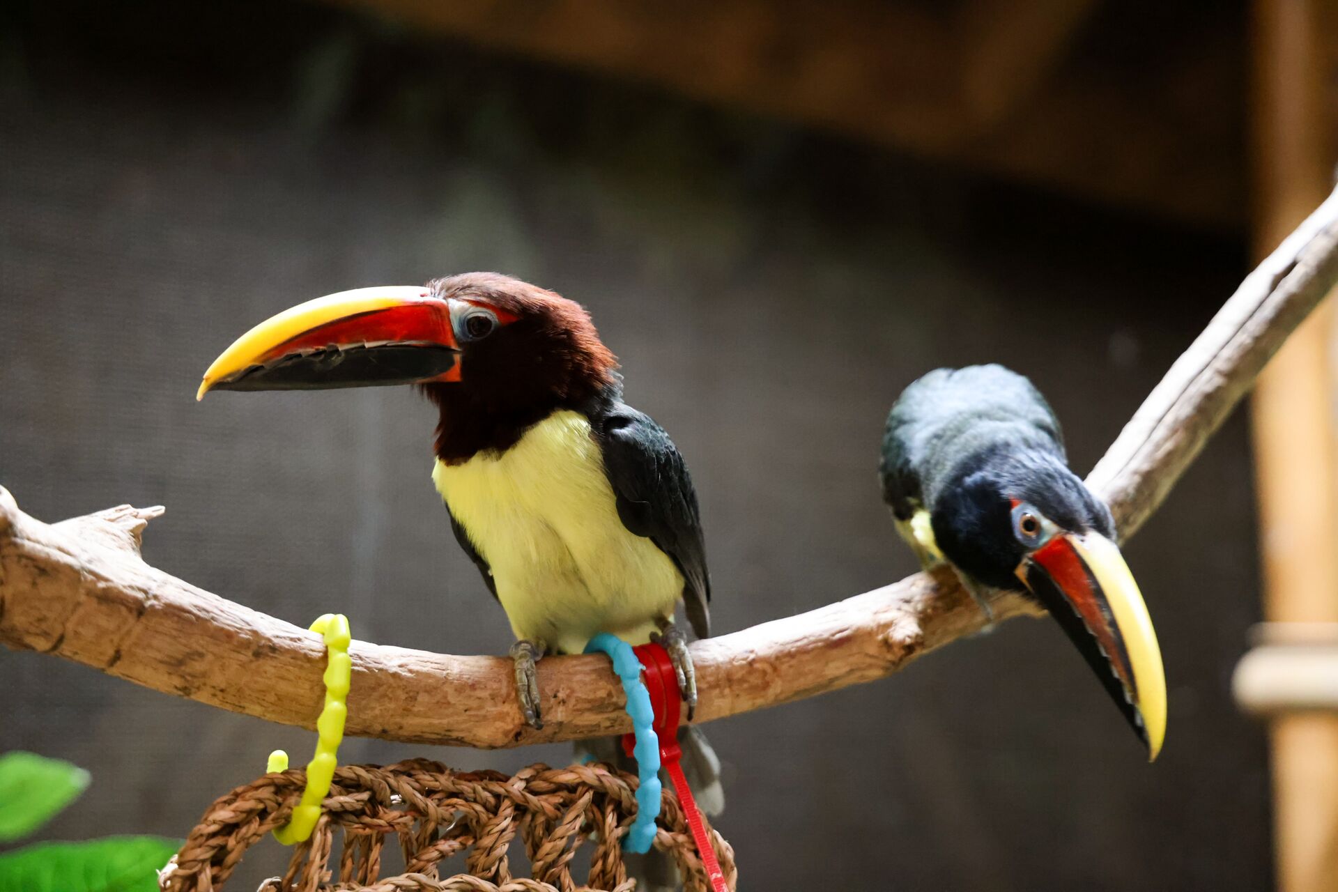 More Than a Vote: How AZA Helps Determine USA’s Top Aquarium | Wonders ...